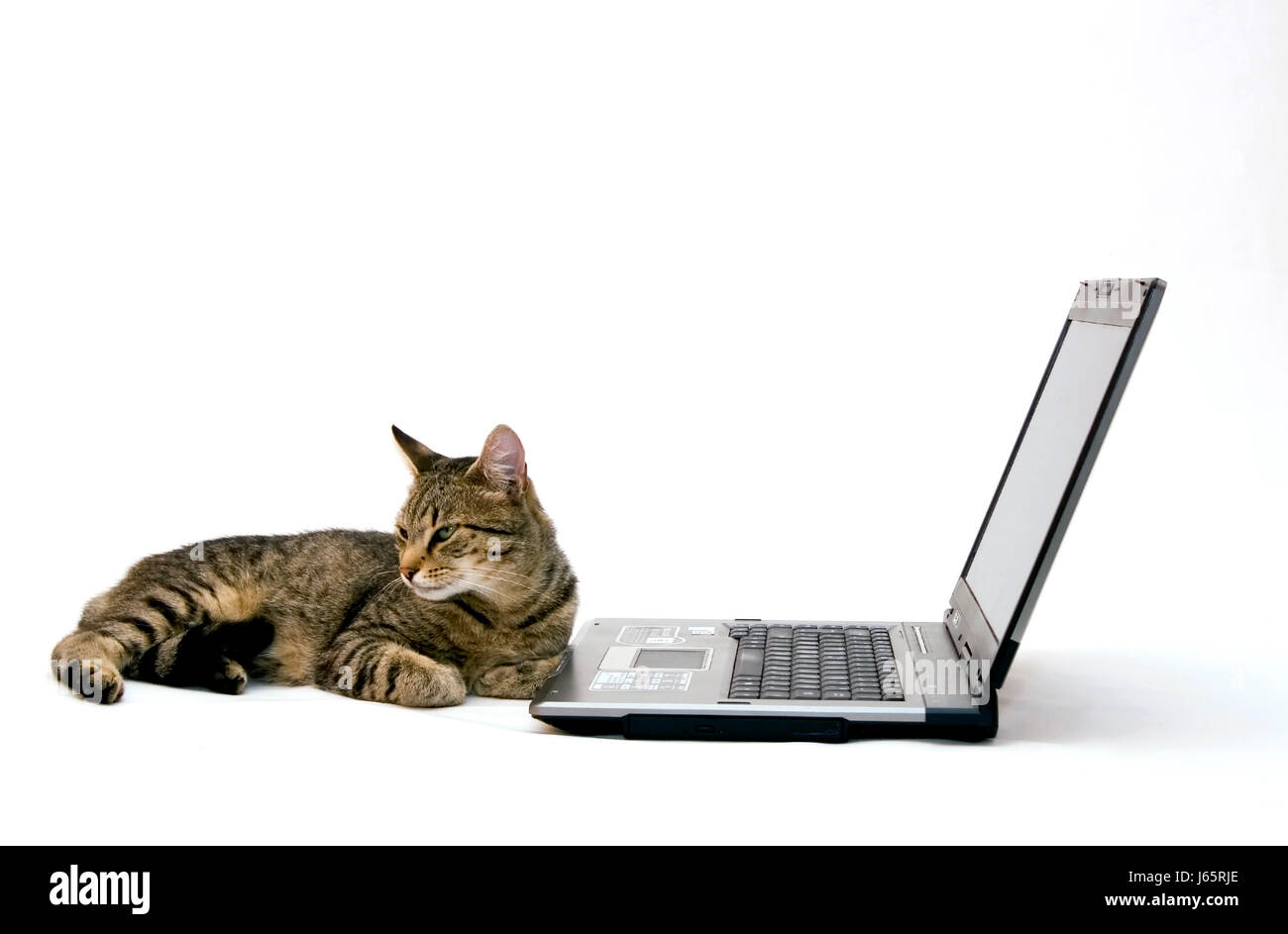 laptop notebook computers computer animal pet pussycat cat domestic cat ...