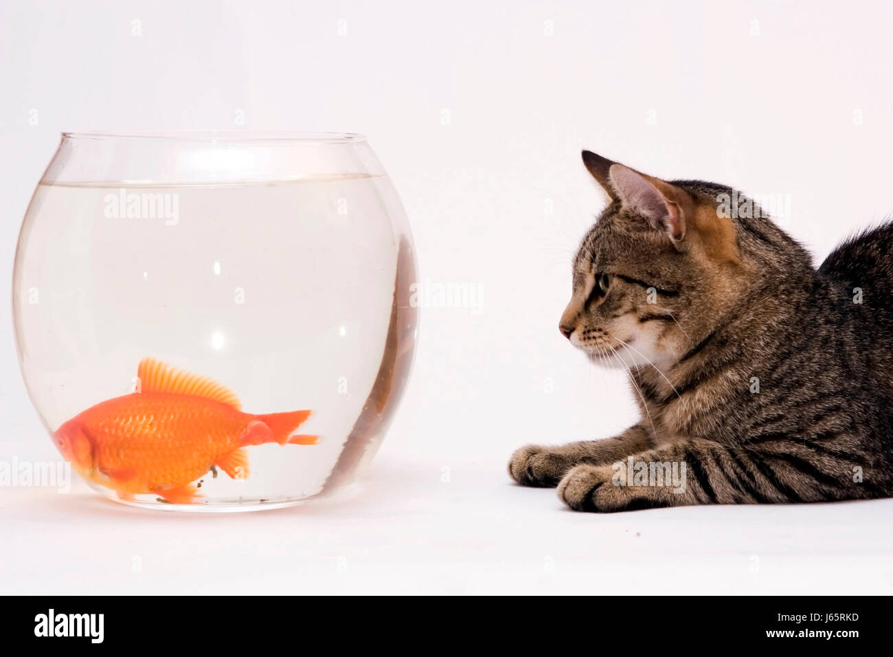 animal pet mammal fish goldfish pussycat cat domestic cat wait waiting ...