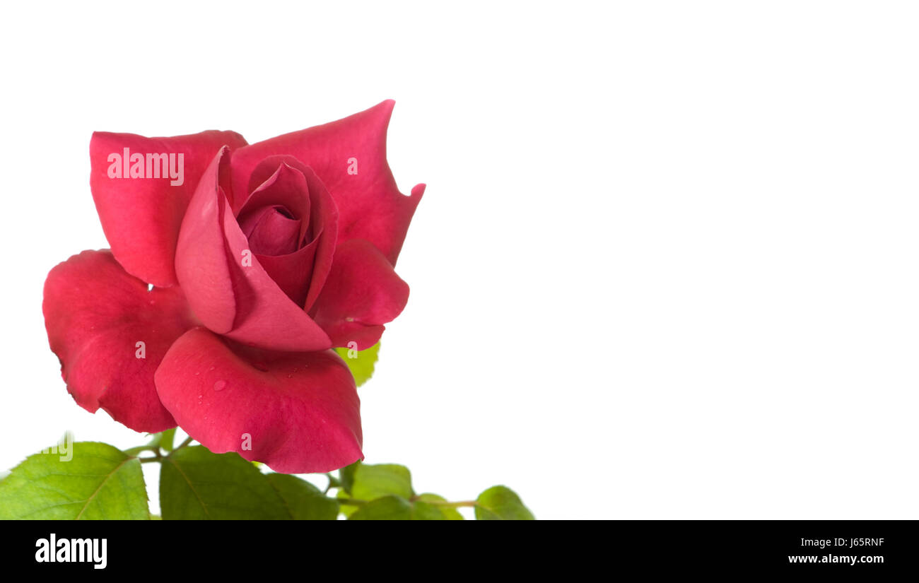 flower plant rose leaves flora red foliage beautiful beauteously nice ...