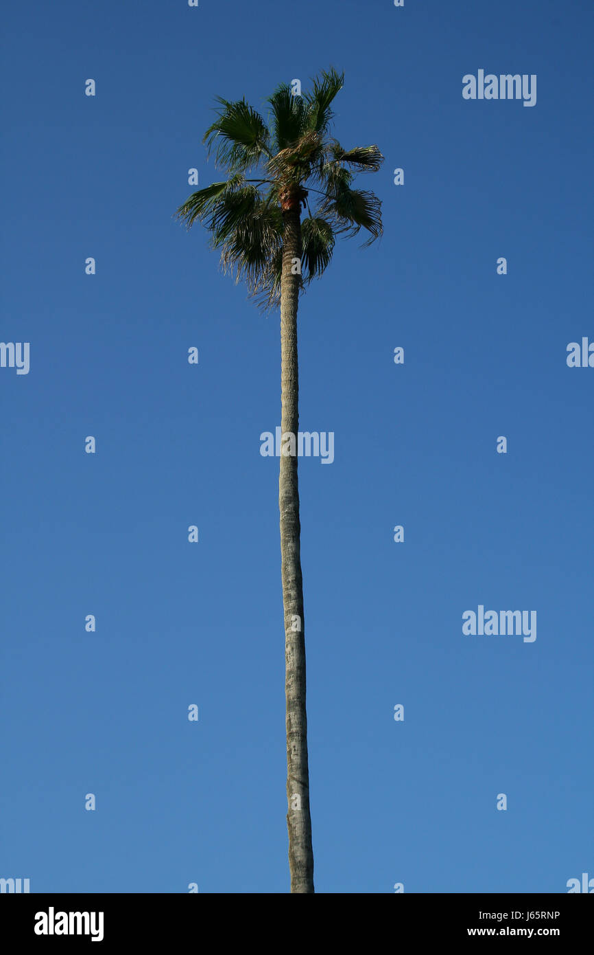 Solitaire palm hi-res stock photography and images - Alamy