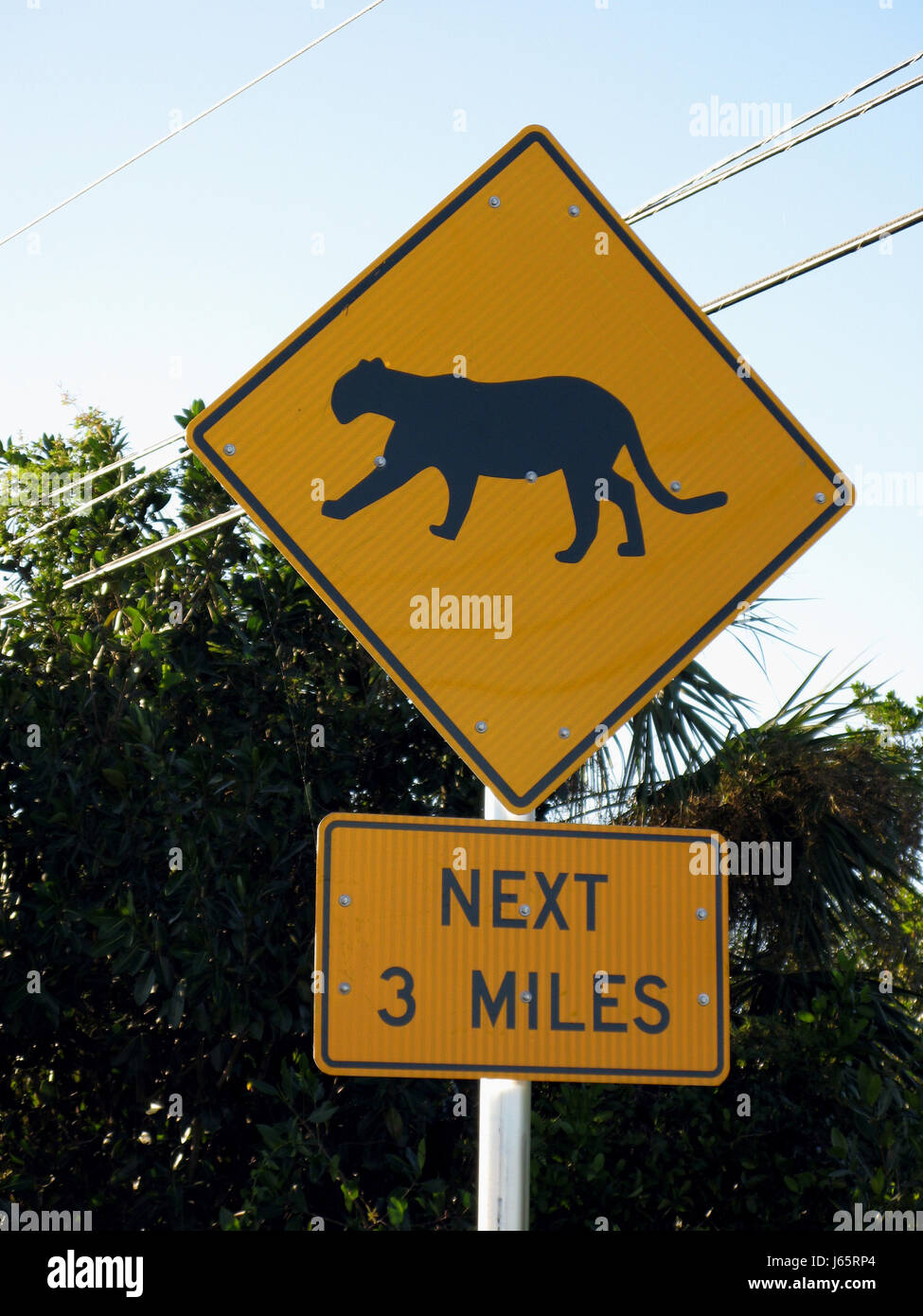 animal mammal sign signal traffic sign cougar yellow animal mammal usa ...