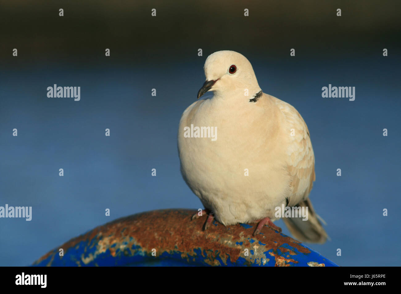bird birds feathering rusty rust pigeon bar put sitting sit light grey ...
