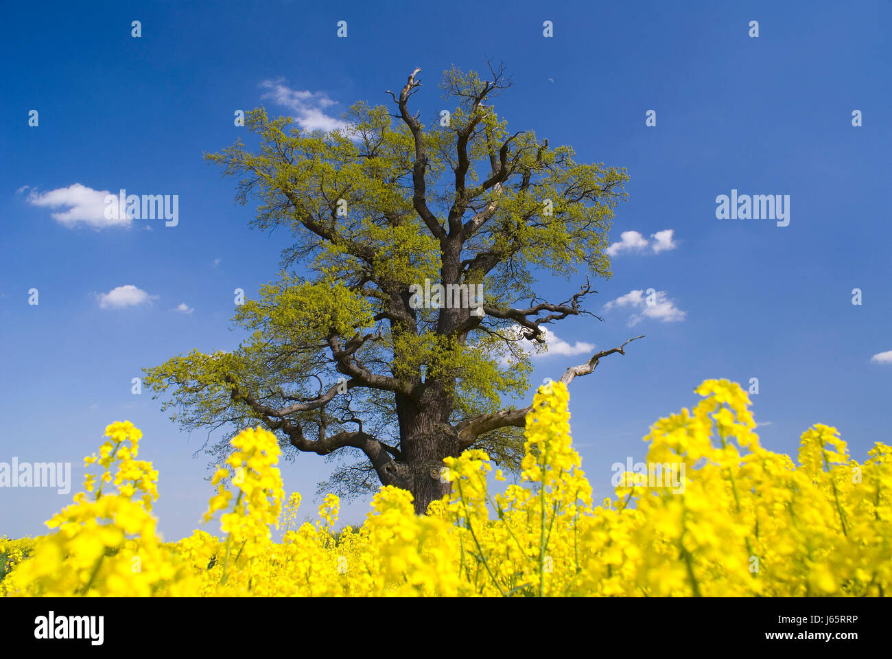 big large enormous extreme powerful imposing immense relevant tree oak ...