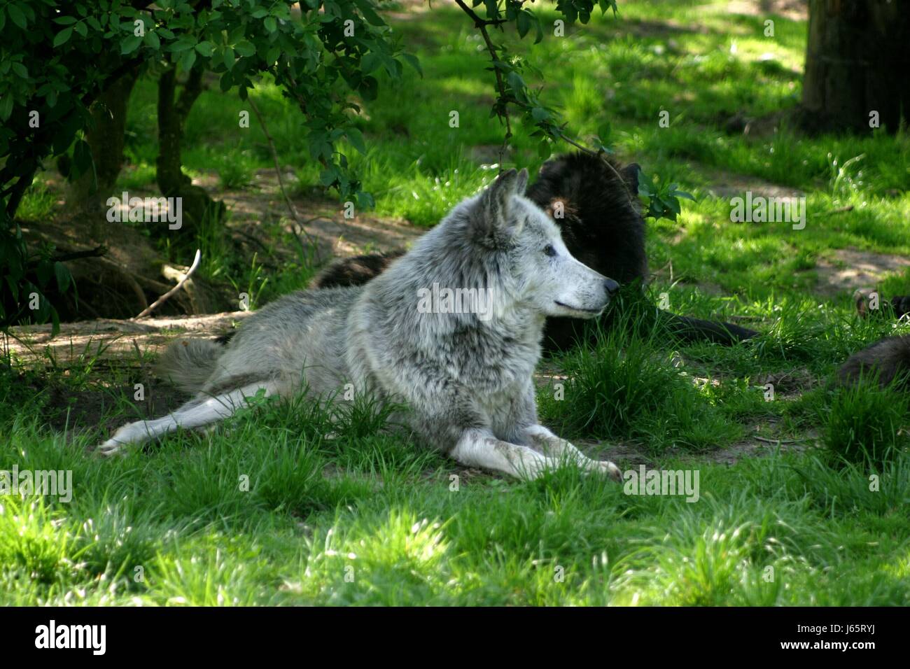 tree trees black swarthy jetblack deep black wolf wolves grey gray tree ...