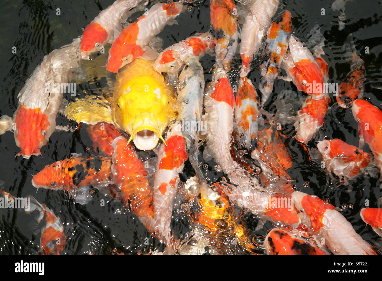 fresh water pond water carp breed fish fresh water pond water carp ...