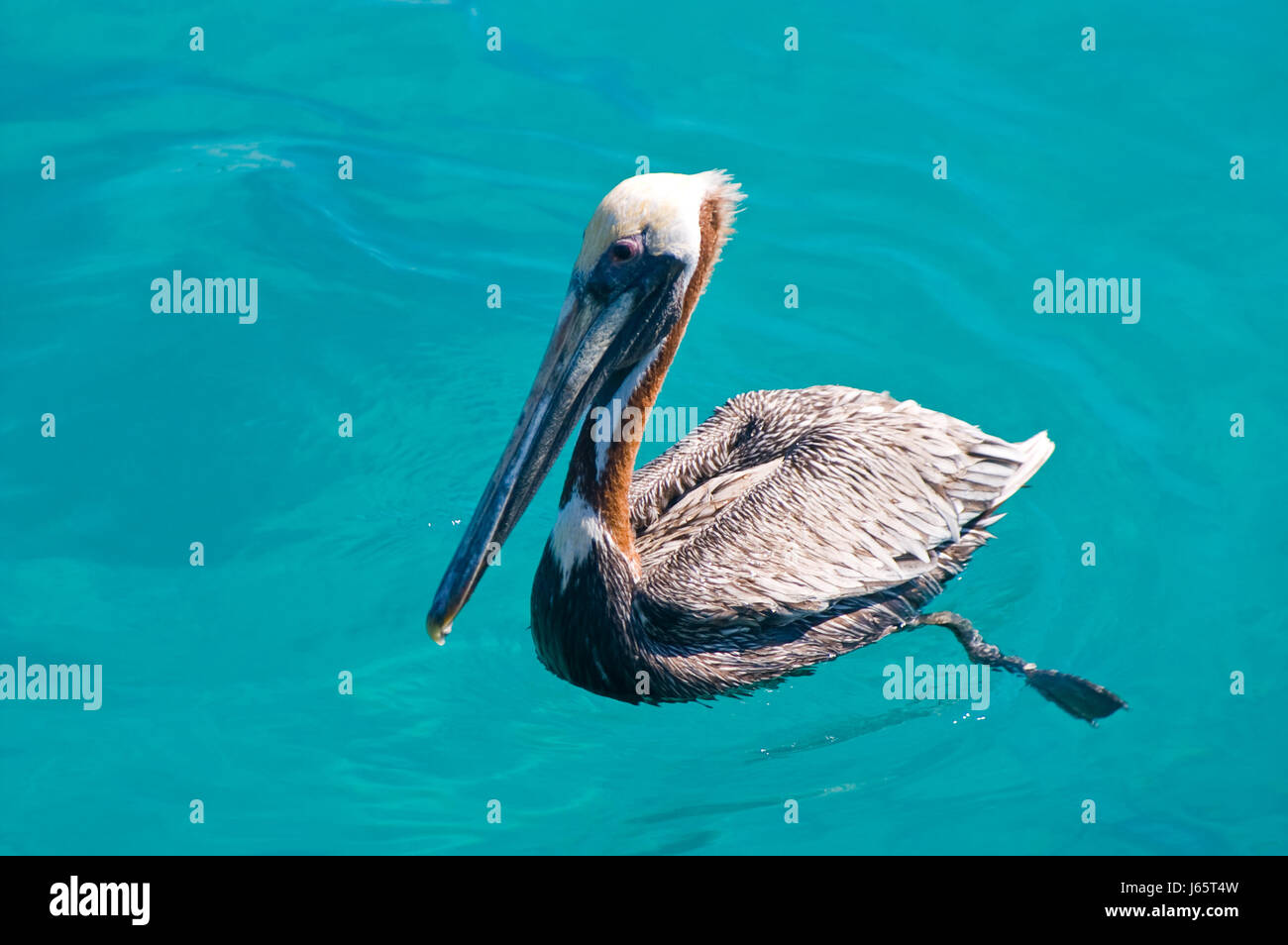 blue animal bird beak exotic fisherman floating caribbean blue animal ...