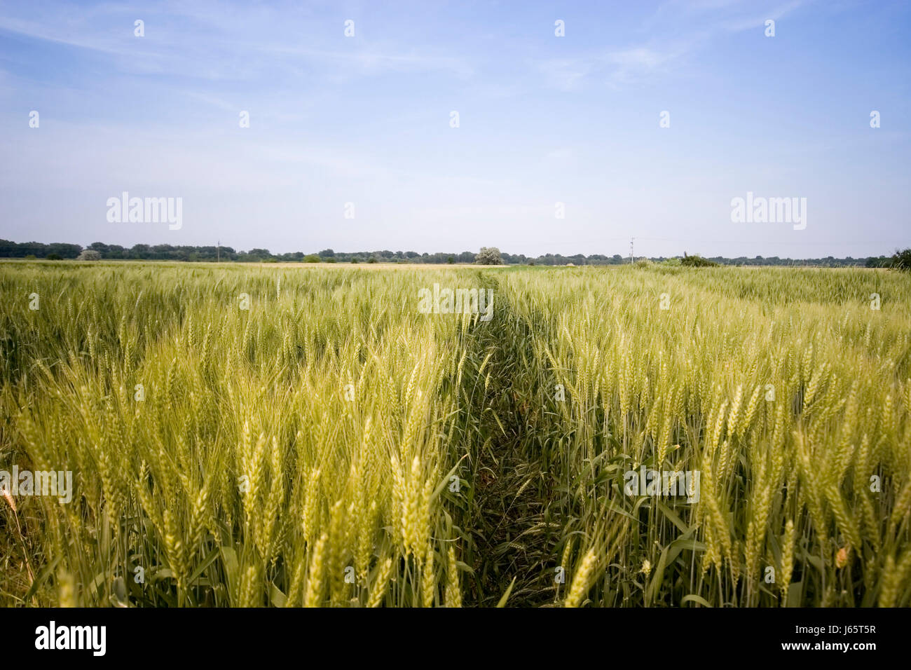 field wheat landscape scenery countryside nature cereal rural peasant ...