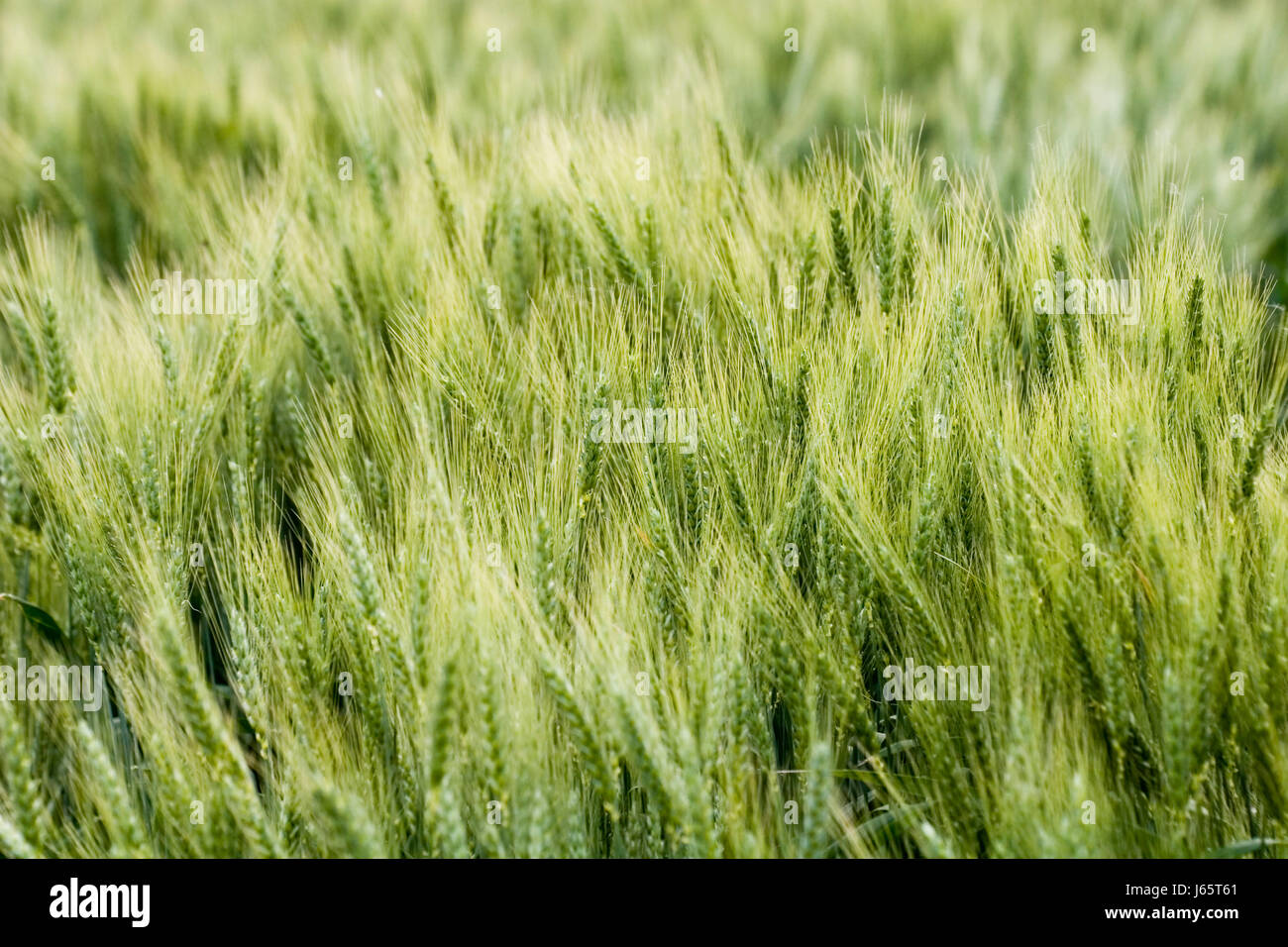 field wheat landscape scenery countryside nature cereal rural peasant ...