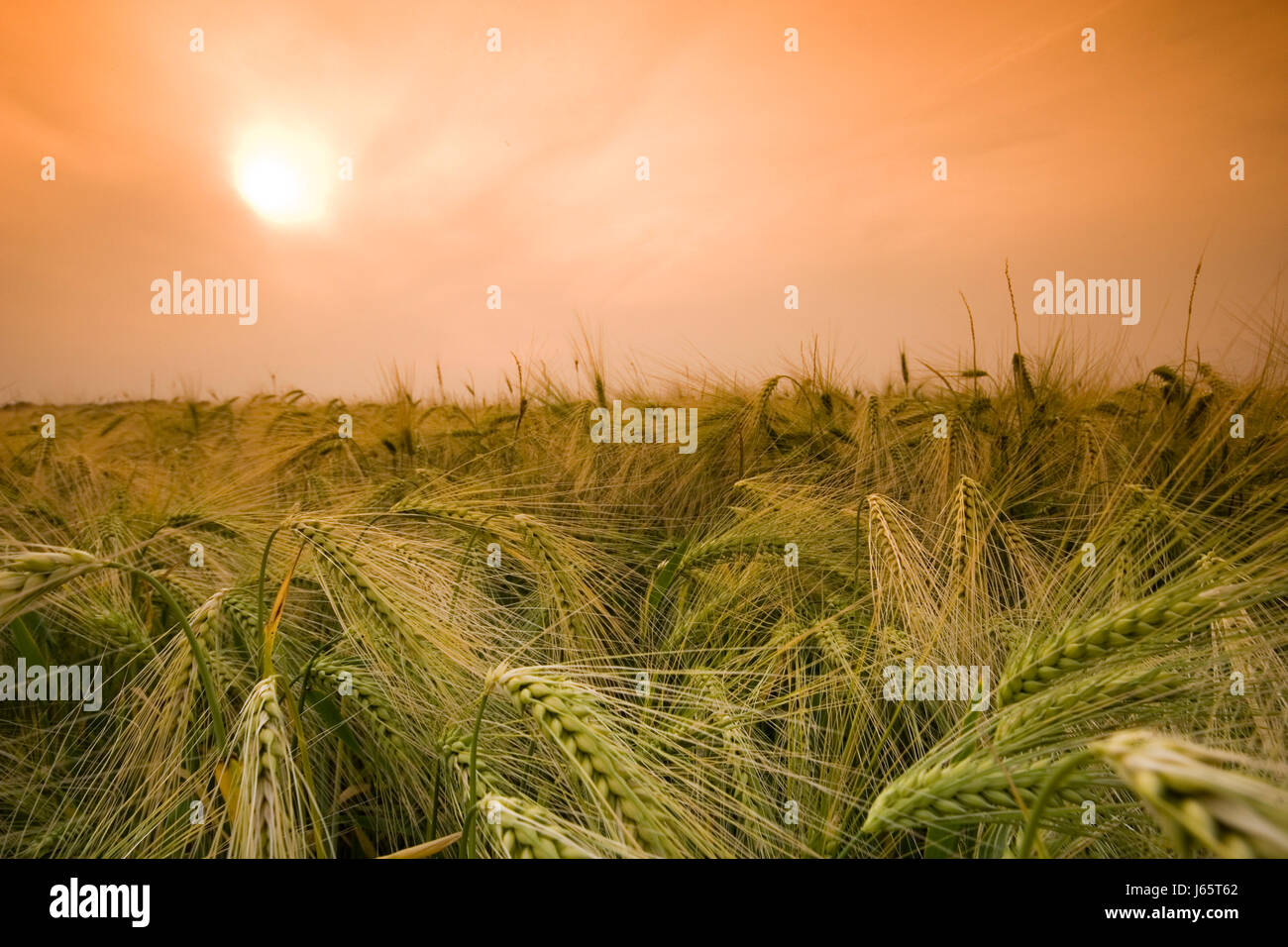 field wheat landscape scenery countryside nature cereal rural peasant ...