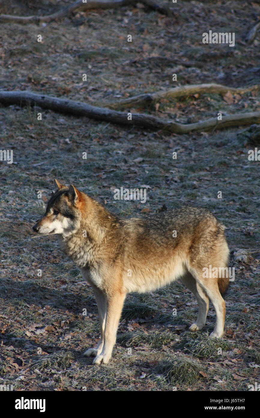 dog wolf wild animal mammal curious nosey nosy watchful europe dog ...