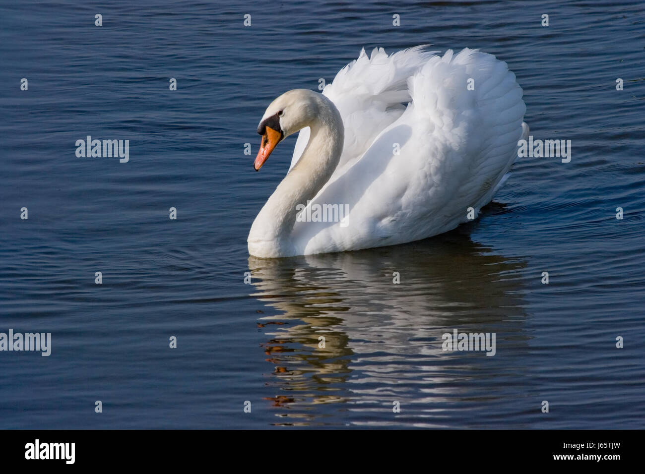 blue animal bird animals swans swan birds white profile blue beautiful ...