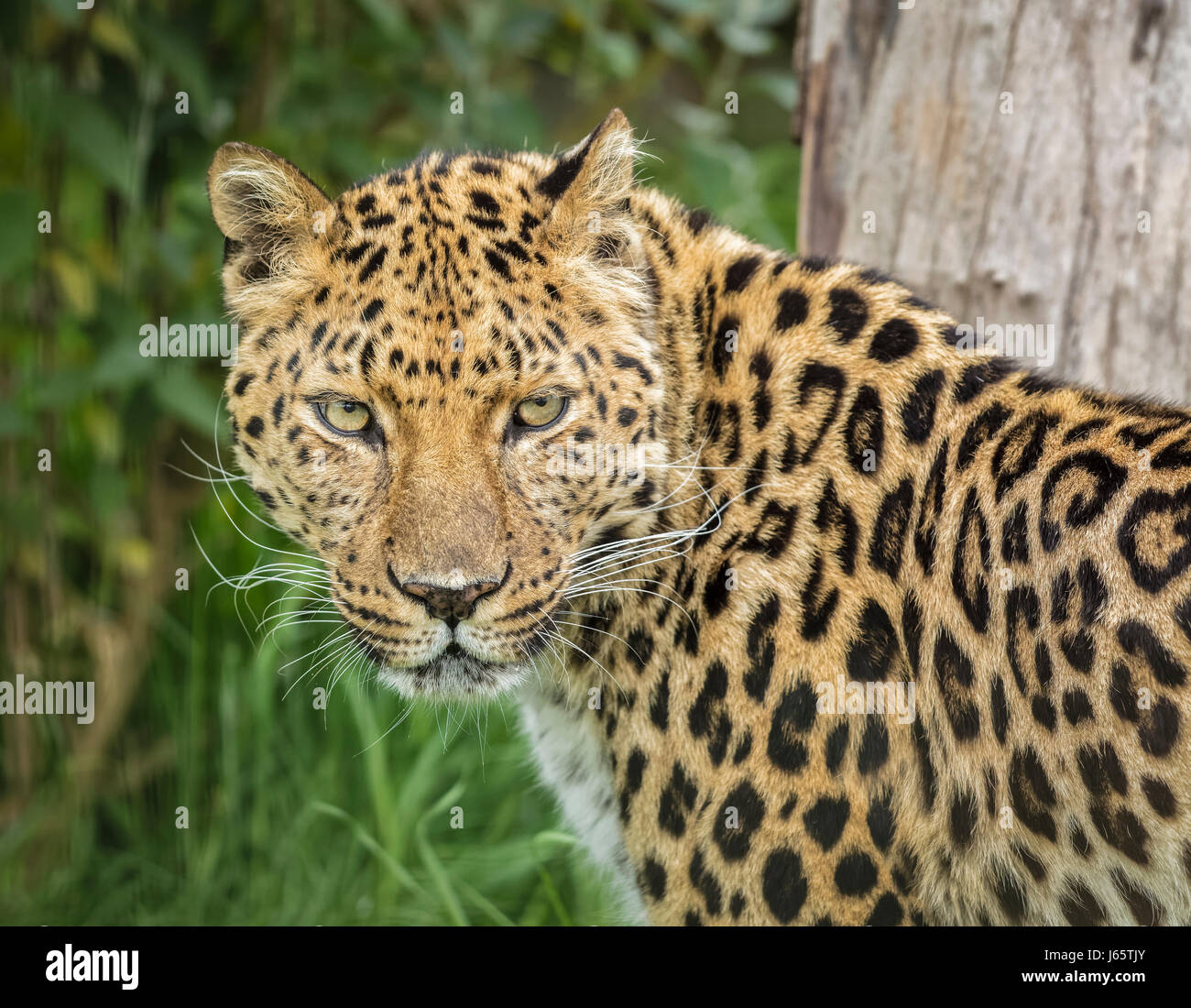 Amur leopard cat portrait Stock Photo - Alamy