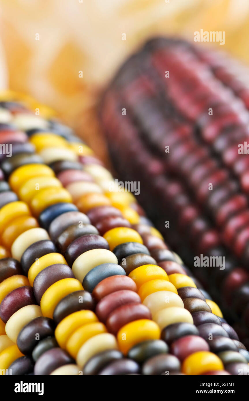 ears dry dried up barren corn indian cob fall autumn food aliment macro ...