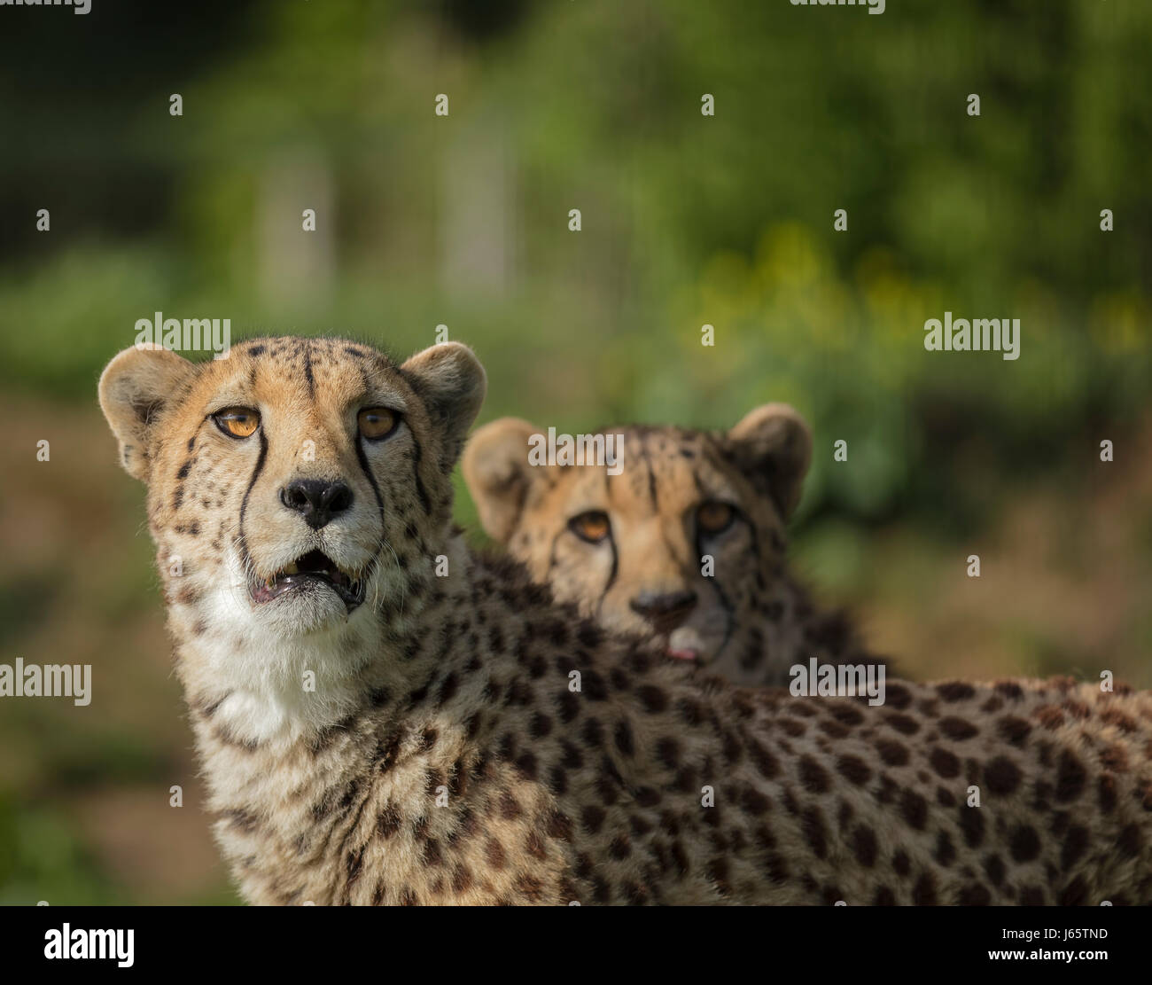 Pair of cheetah big cats Stock Photo - Alamy