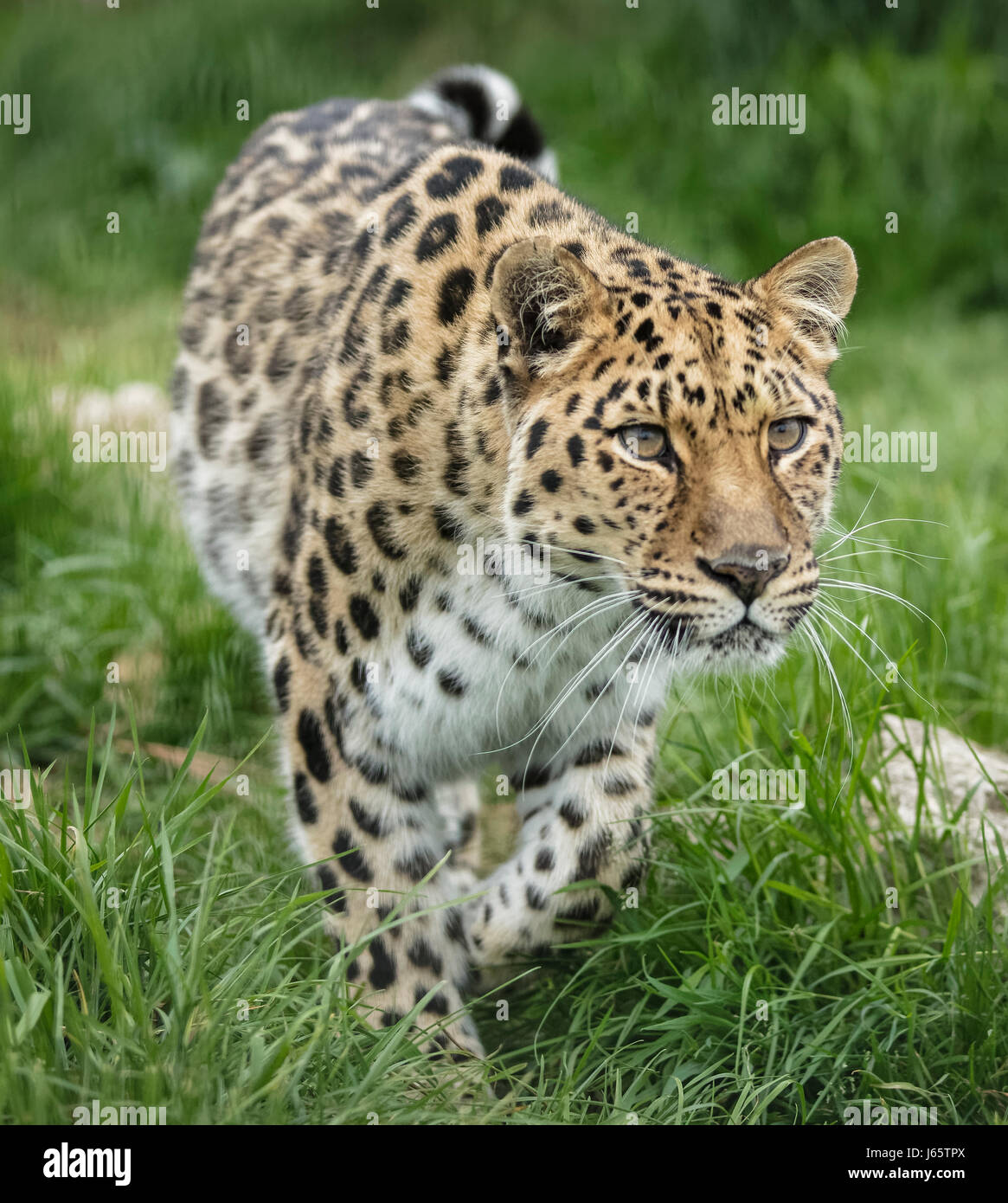 Amur Leopard Cat Running Stock Photo - Alamy Amur Leopard Cat Running Stock Photo - Alamy