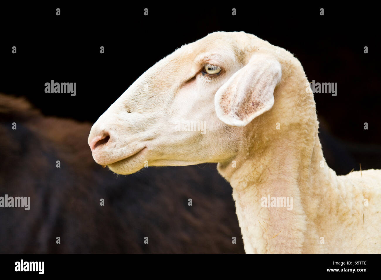 animal mammal portrait sheep farm animal head animal mammal portrait ...