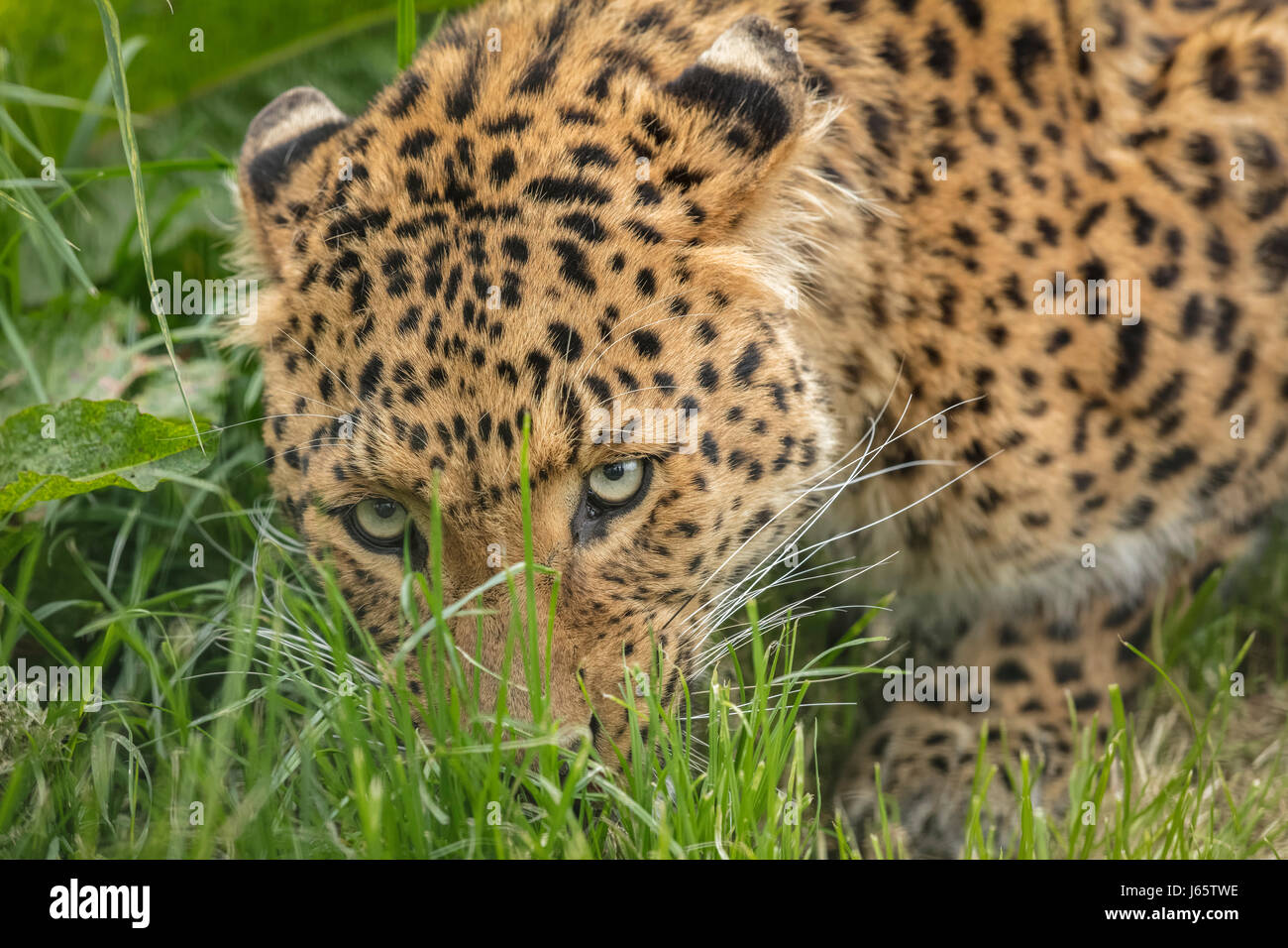 North Chinese Leopard Cat Stock Photo - Alamy