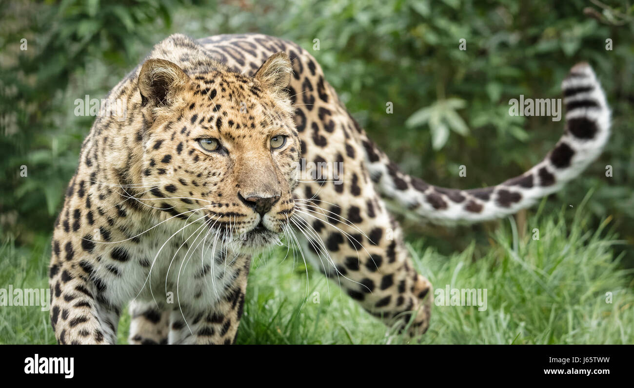 Captive breeding amur leopard hi-res stock photography and images - Alamy