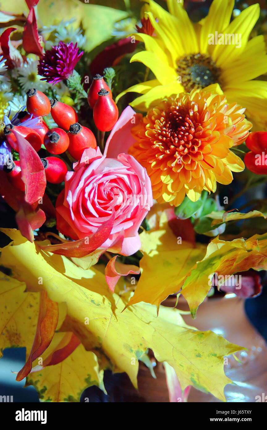 flower flowers plant blossoms colour bleed colors colours flower rose ...