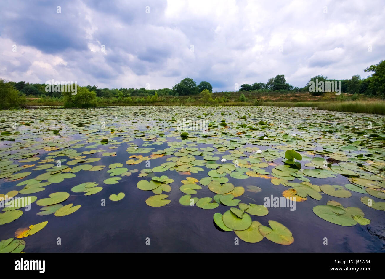environment enviroment flora lily fresh water lake inland water water ...