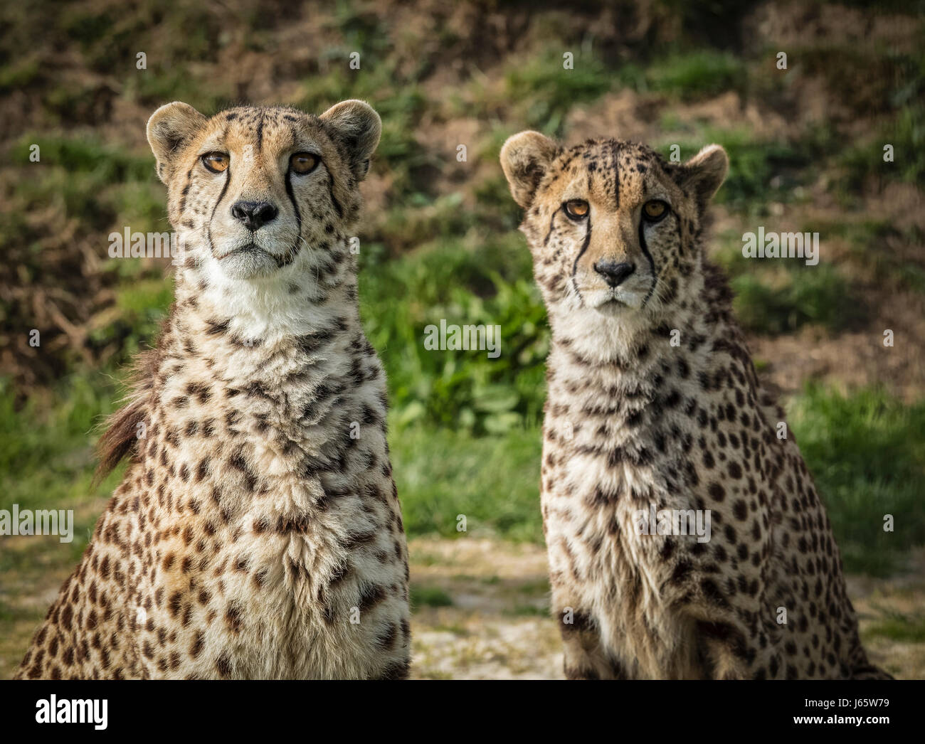 Captive breeding cheetahs hi-res stock photography and images - Alamy