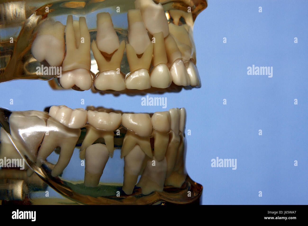 teeth bit copy milk teeth molar milk tooth teeth bridge bit tooth ...