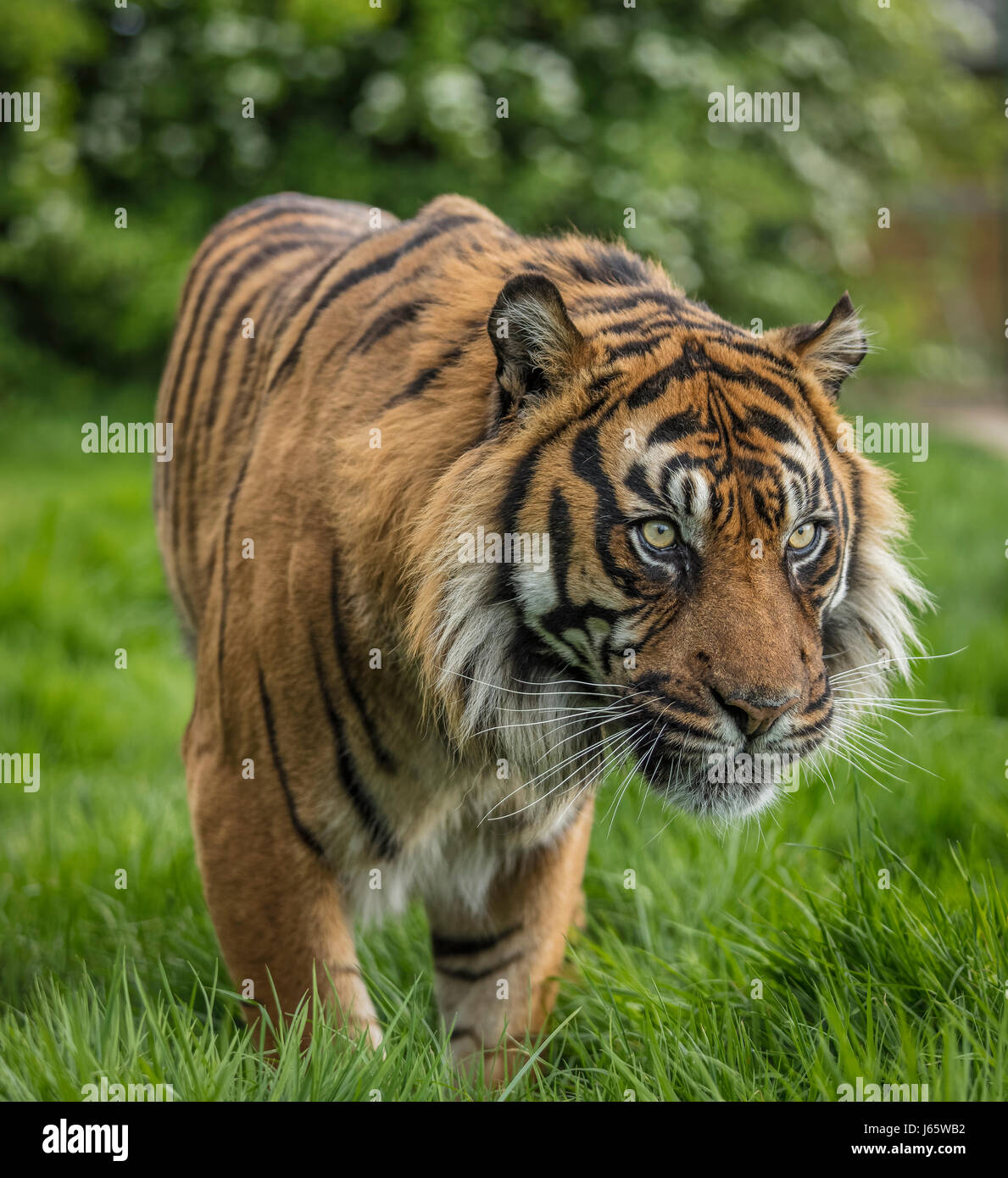 Sumatran Tiger Prowling Stock Photo - Alamy