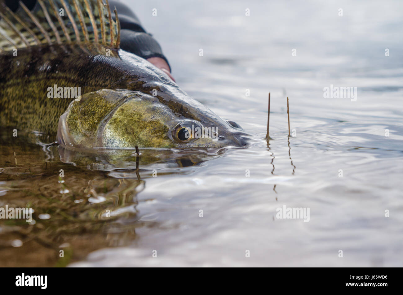 Fishing. I catch and release. Pike perch on freedom Stock Photo - Alamy