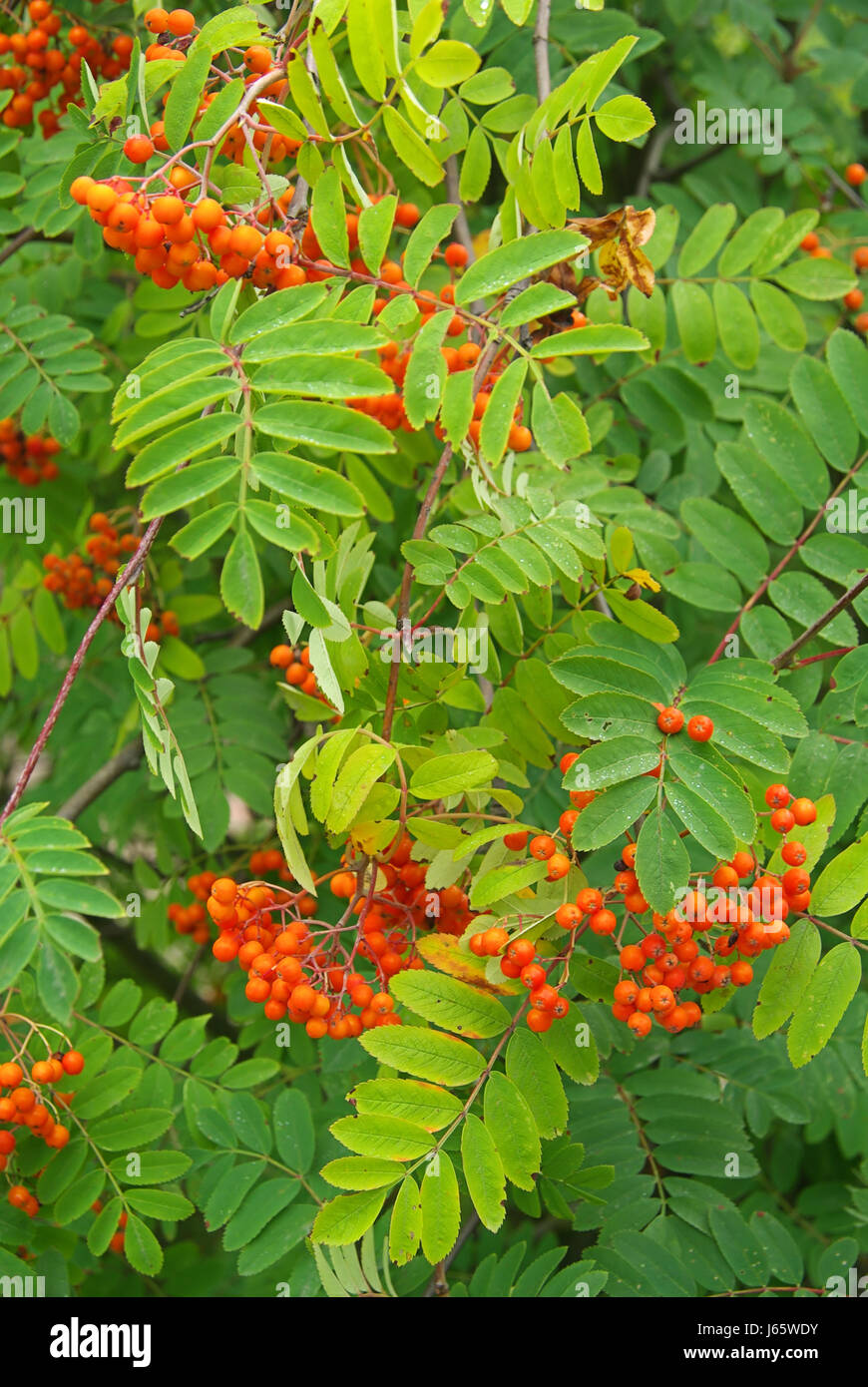 rowan - rowan 05 Stock Photo - Alamy