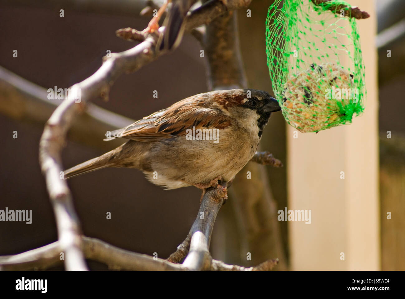 sparrow winter animal bird birds sparrow to gorge engulf devour ...