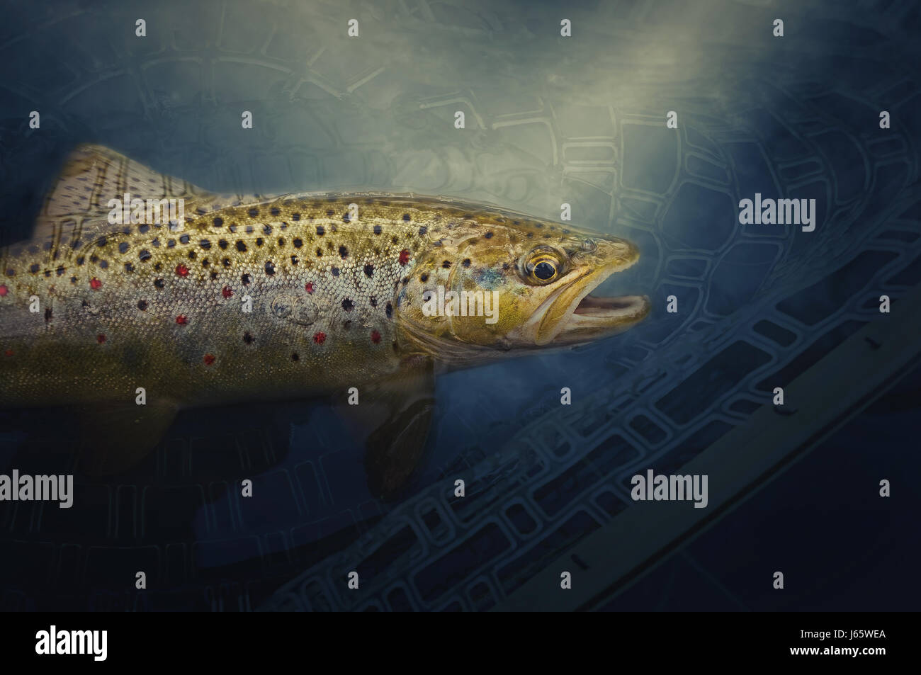 River trout underwater hi-res stock photography and images - Alamy