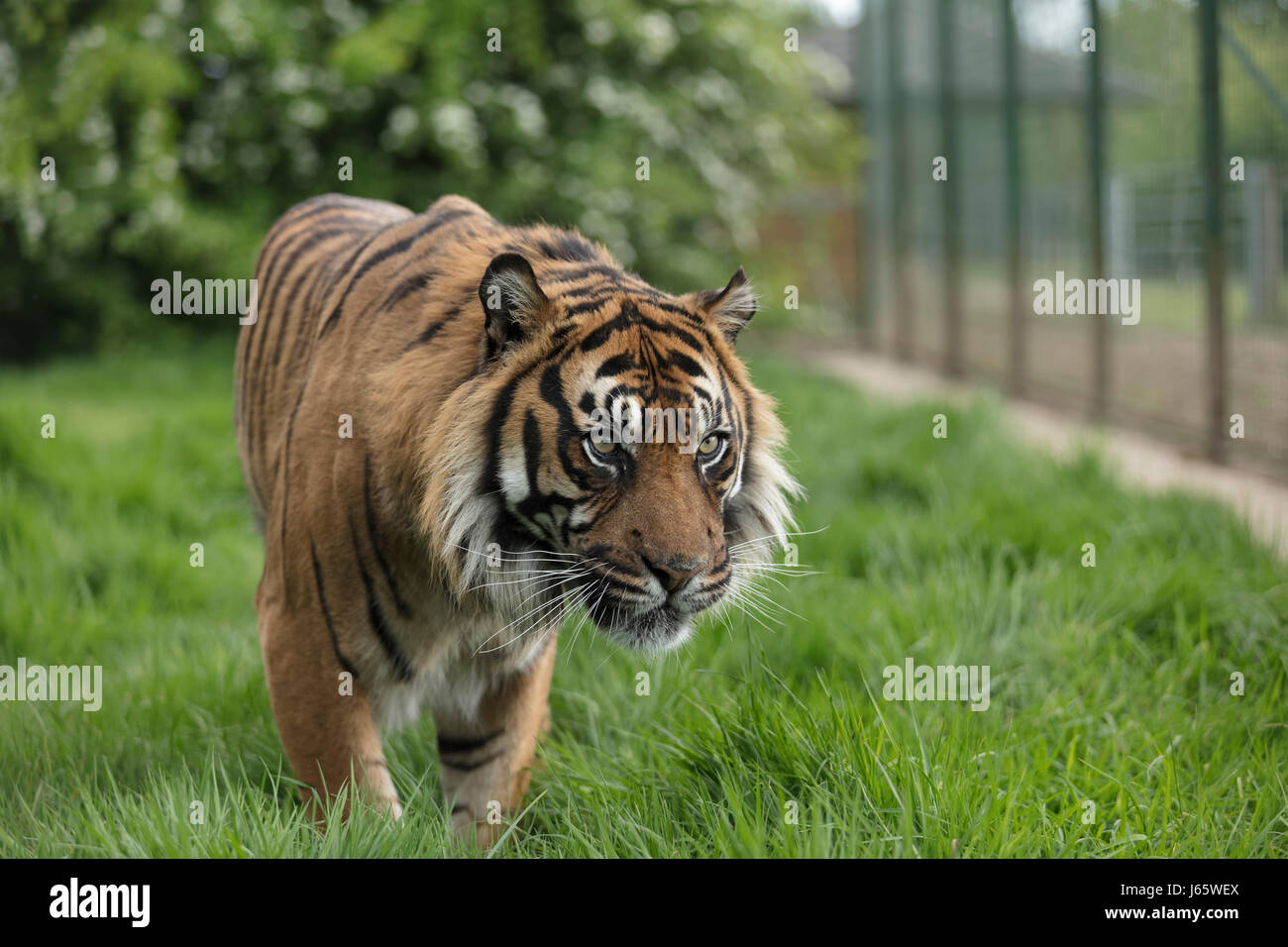 Sumatran breeding tiger hi-res stock photography and images - Alamy