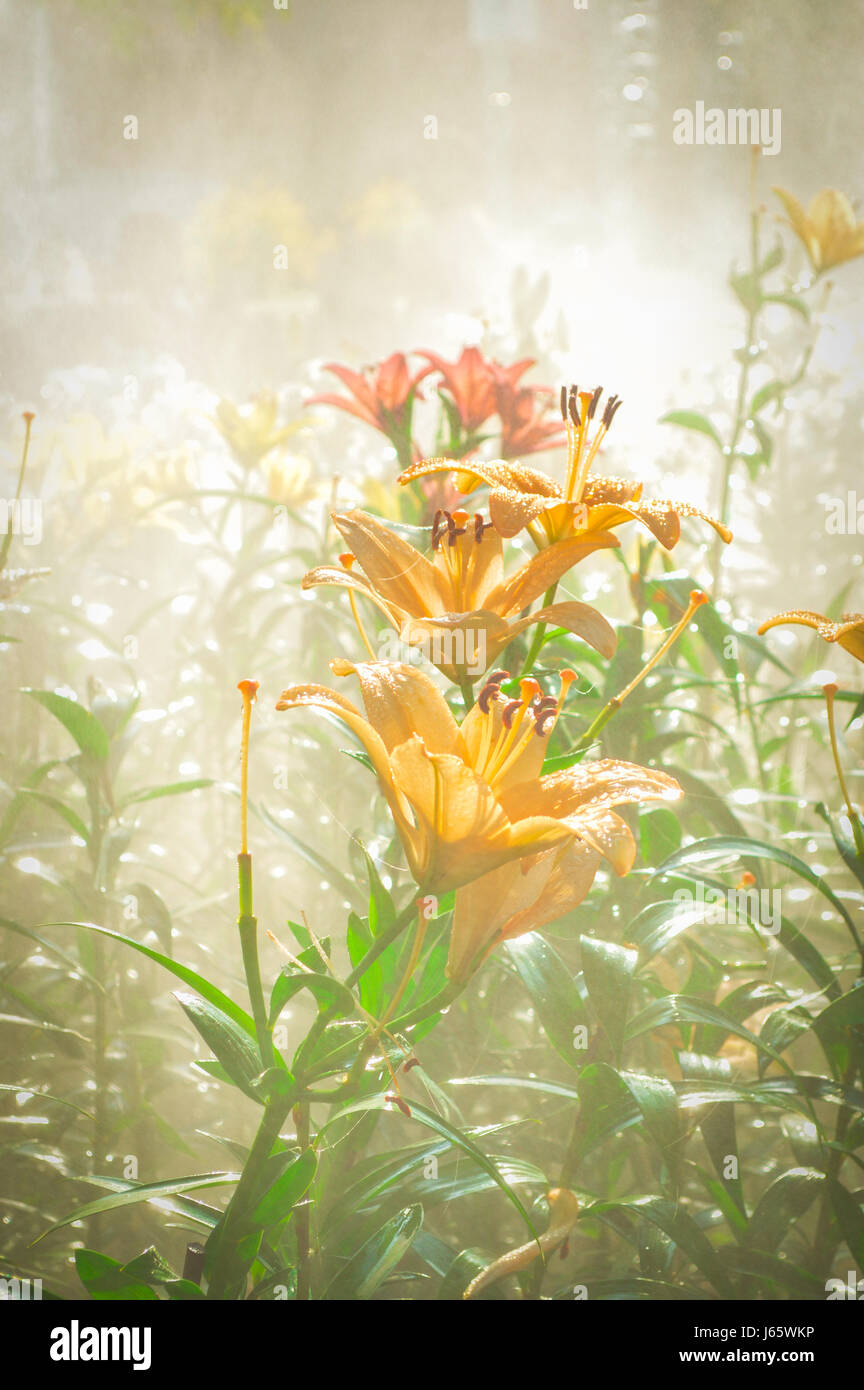 Morning sun light rays Stock Photo - Alamy