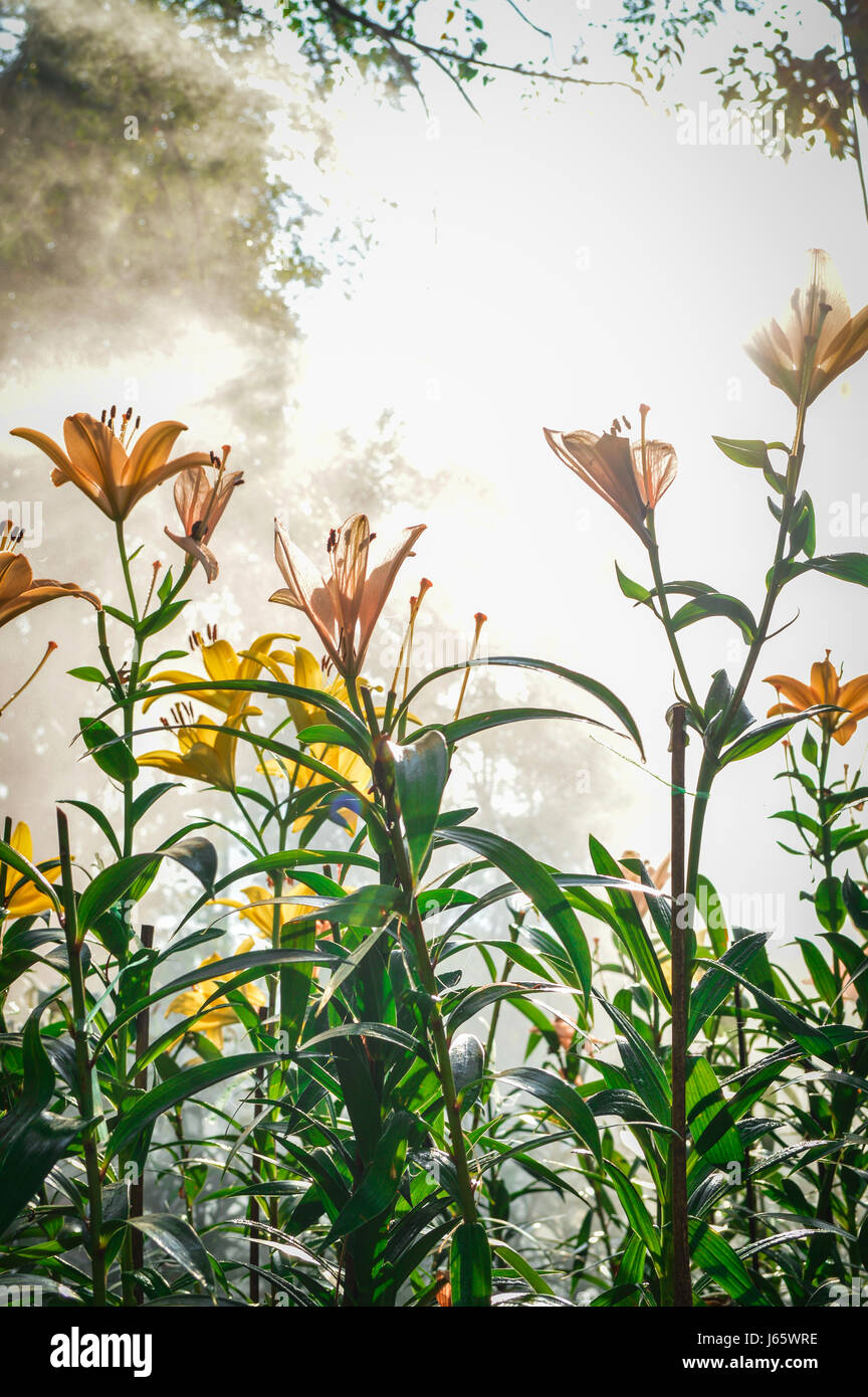 Morning sun light rays Stock Photo - Alamy