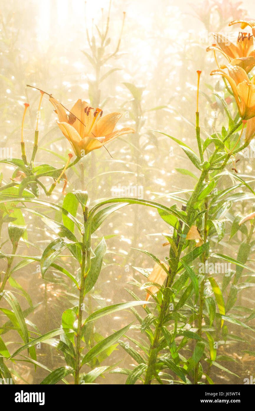 Morning sun light rays Stock Photo - Alamy