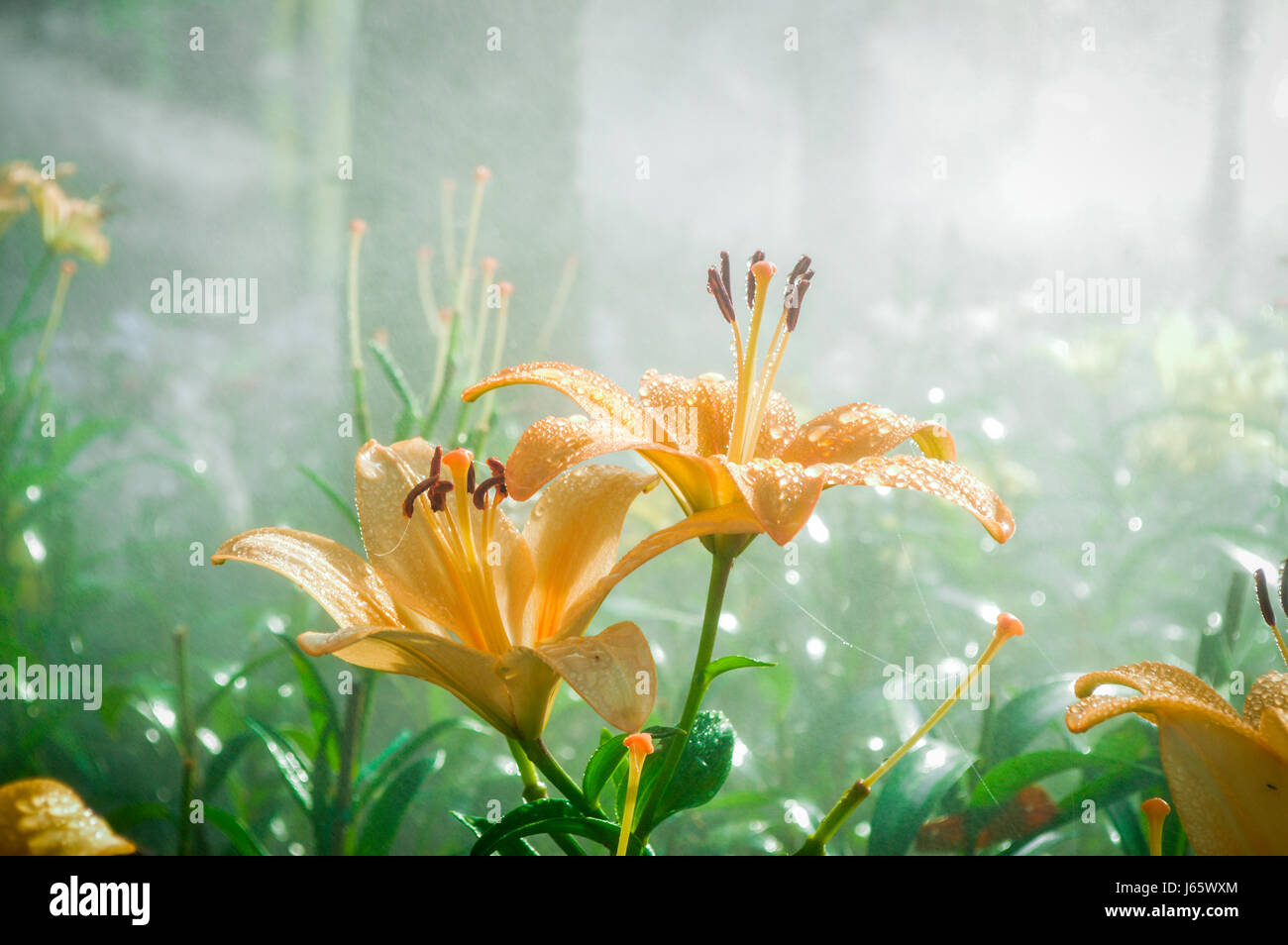 Morning sun light rays Stock Photo - Alamy