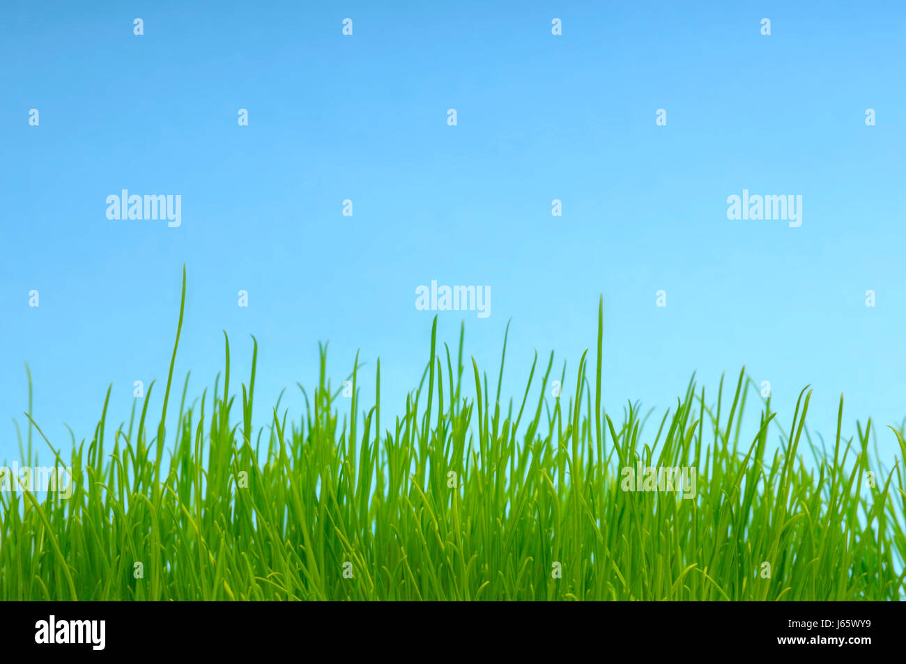 garden blade of grass meadow grass lawn green growth gardens nature ...