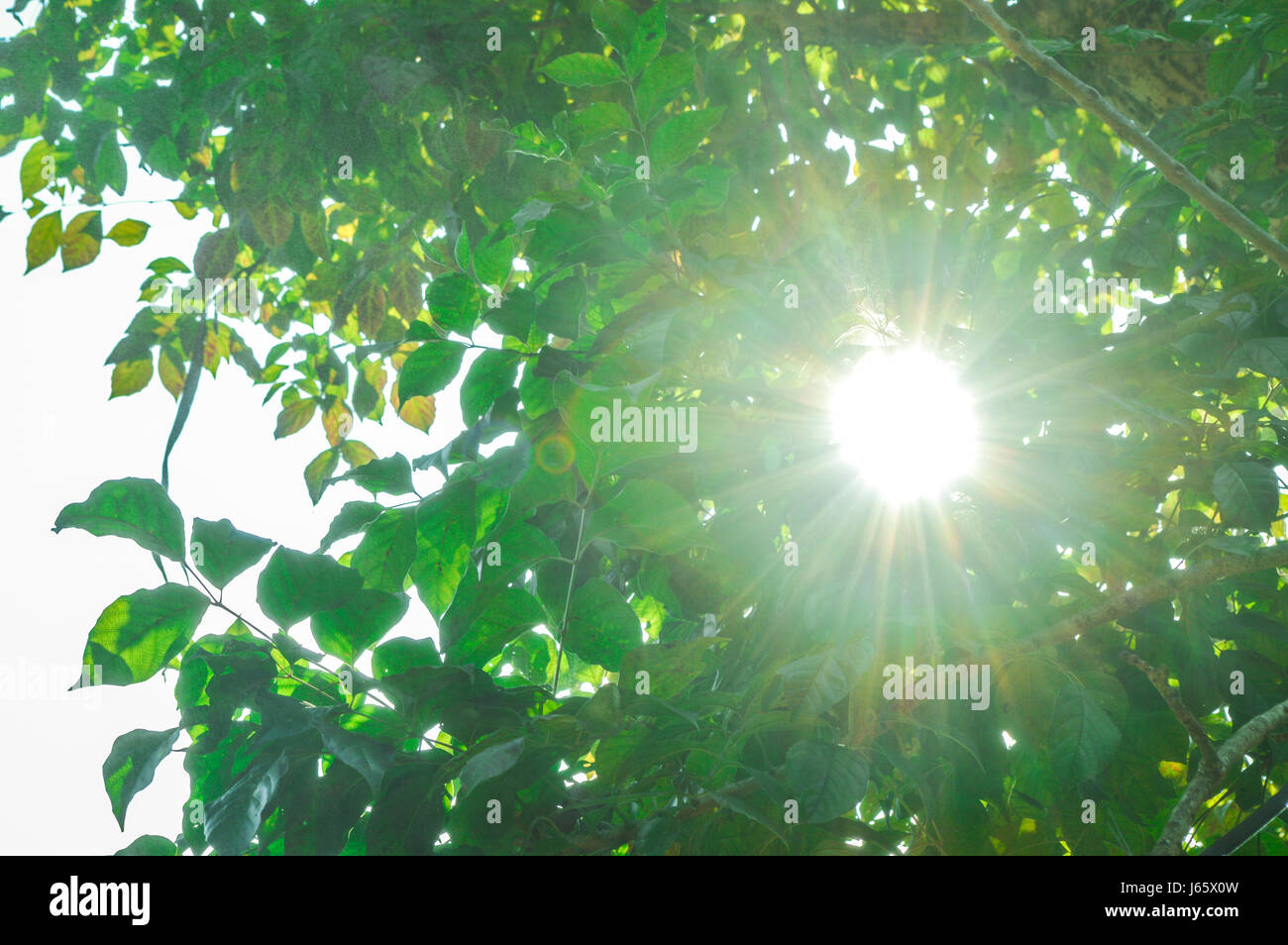 Morning sun light rays Stock Photo - Alamy