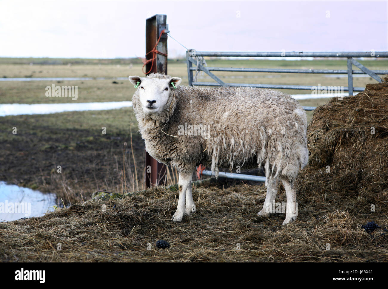 winter agriculture farming sheep livestock stock farming willow fodder ...