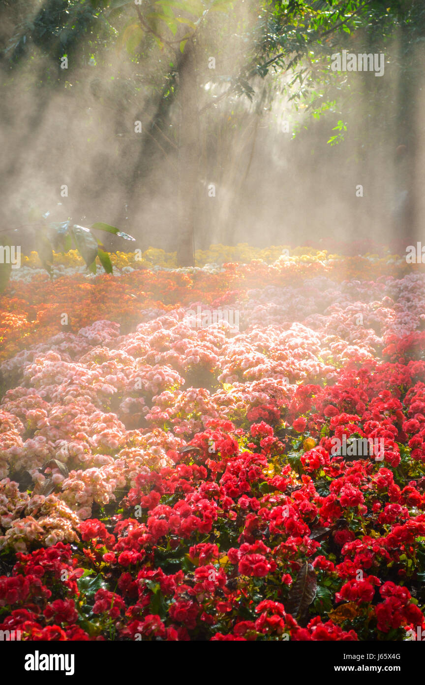 Morning sun light rays Stock Photo - Alamy