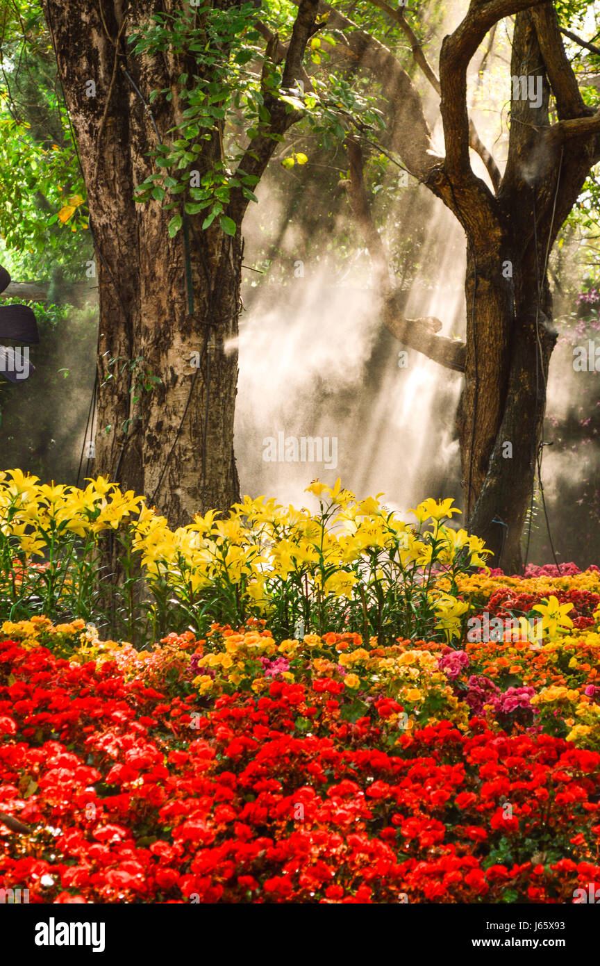 Morning sun light rays Stock Photo - Alamy