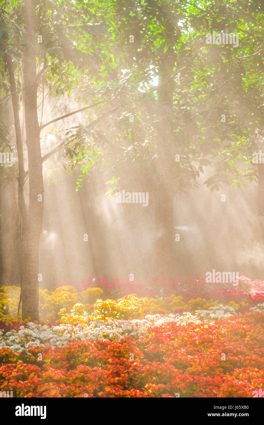 Morning sun light rays Stock Photo - Alamy