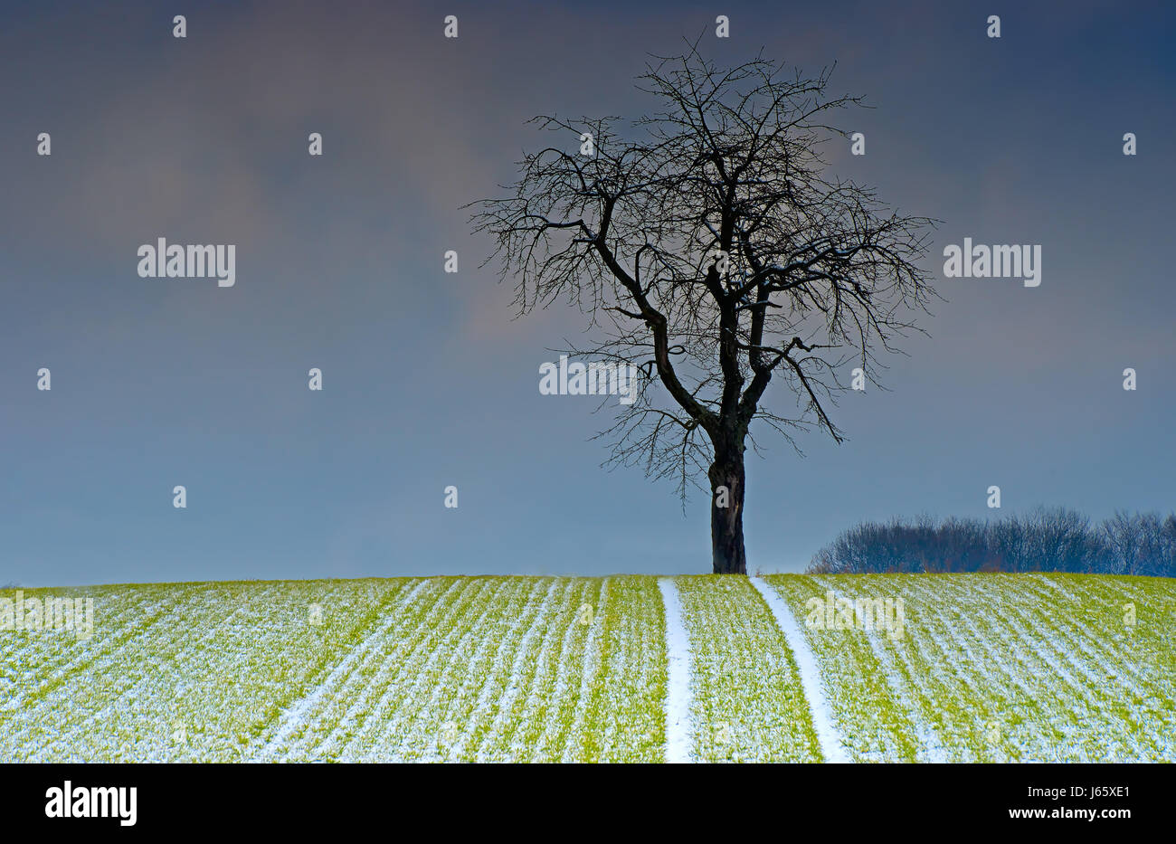 acre thaw pear-tree scenery countryside nature acre thaw pear-tree ...