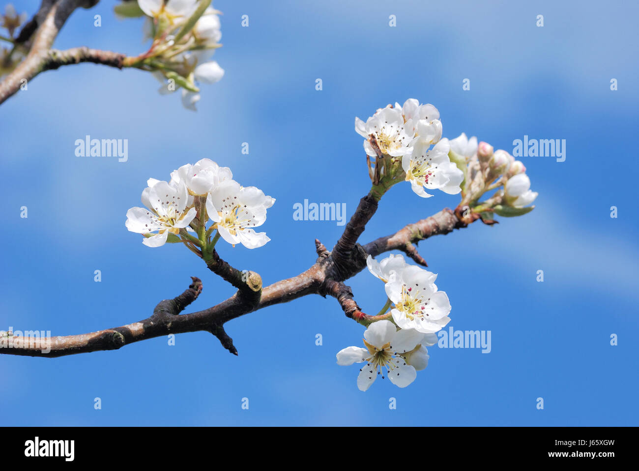 tree spring petals dapper accosting pretty prettily prettier ravishing ...