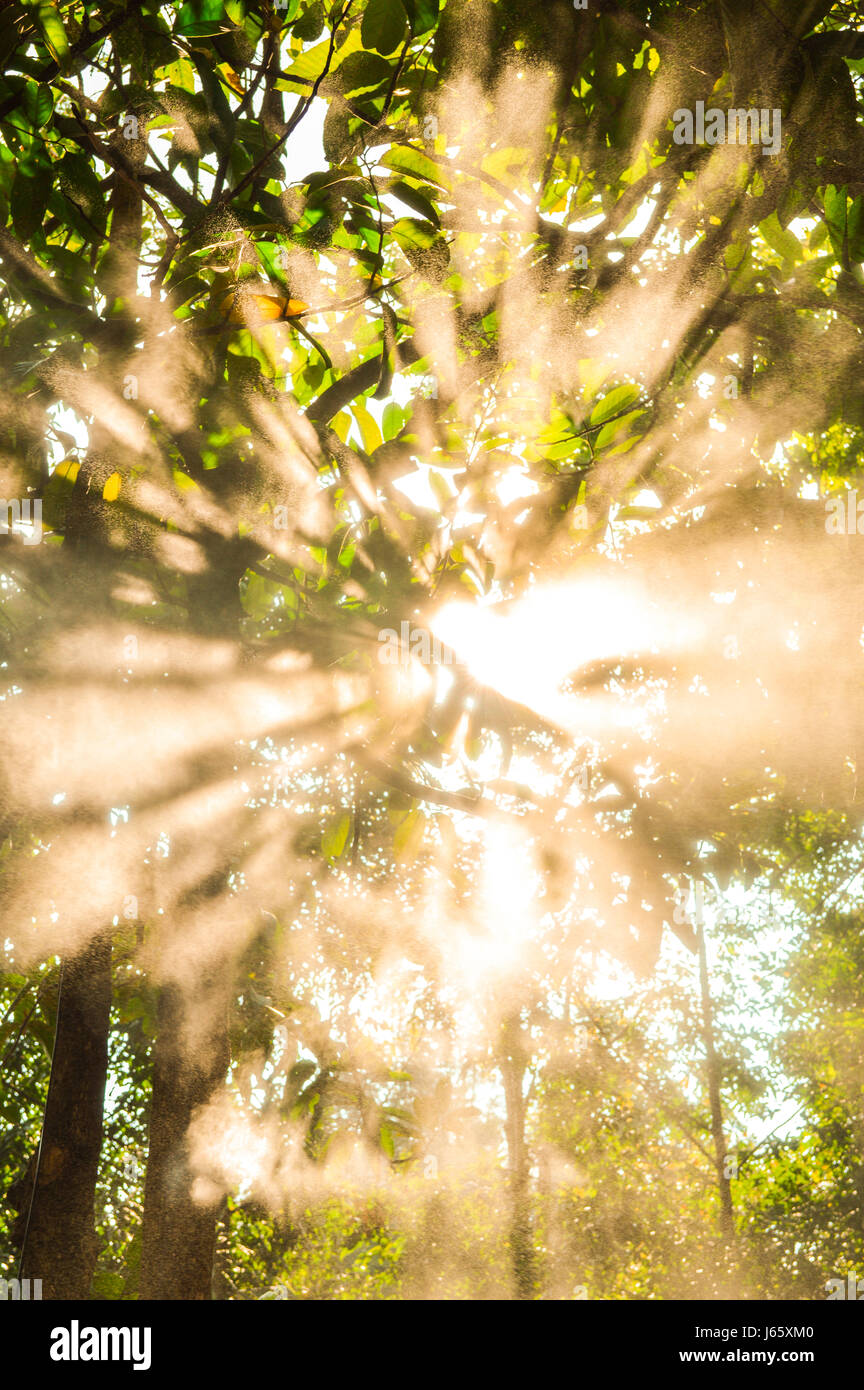 Morning sun light rays Stock Photo - Alamy