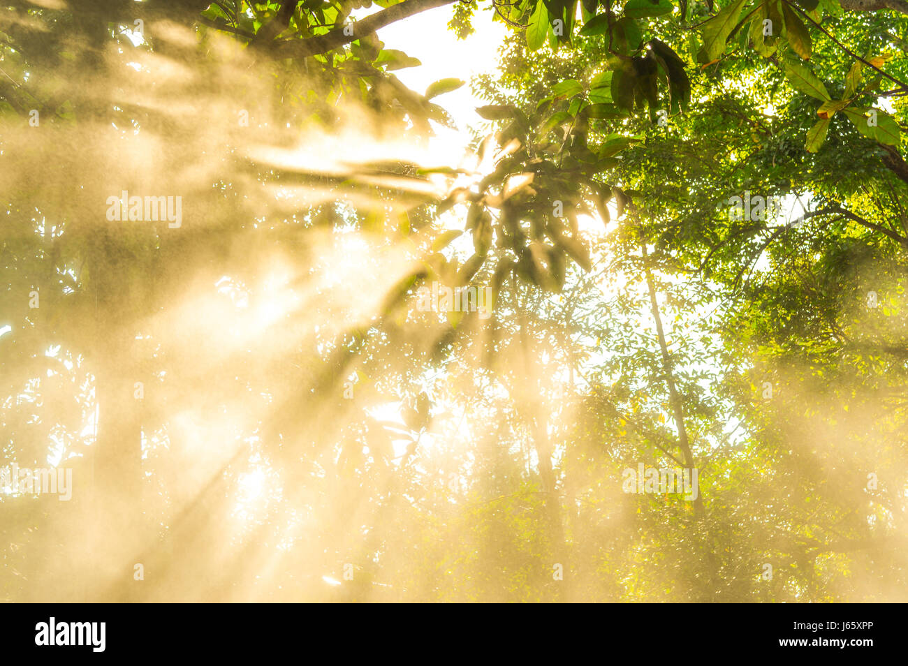 Morning sun light rays Stock Photo - Alamy