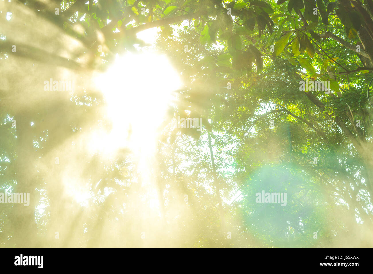 Morning sun light rays Stock Photo - Alamy