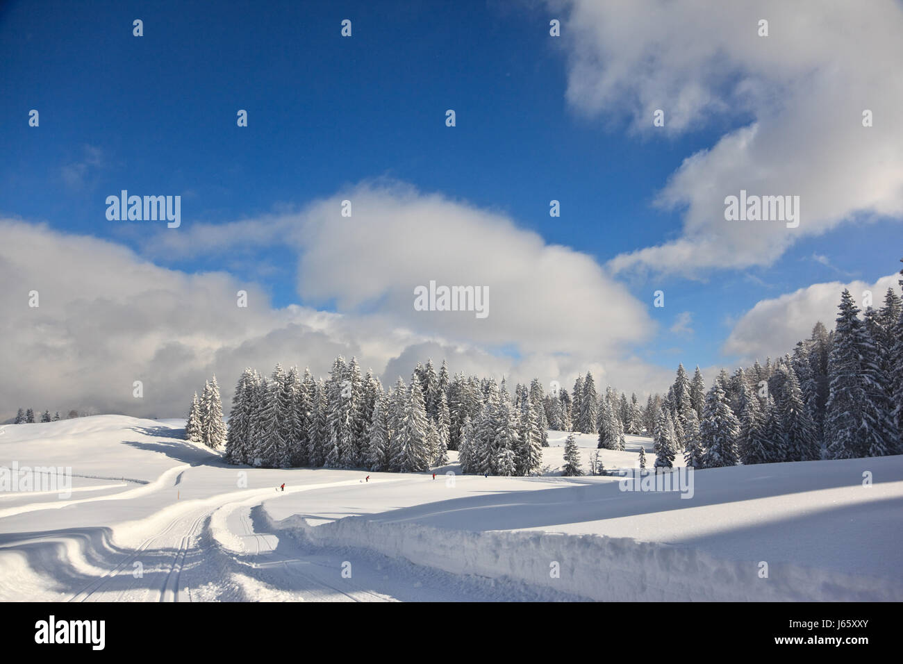 tree winter winter landscape firmament sky snow shaddow shadow forest ...