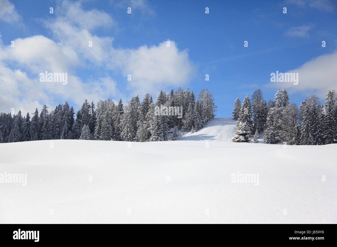 tree winter winter landscape firmament sky snow shaddow shadow forest ...