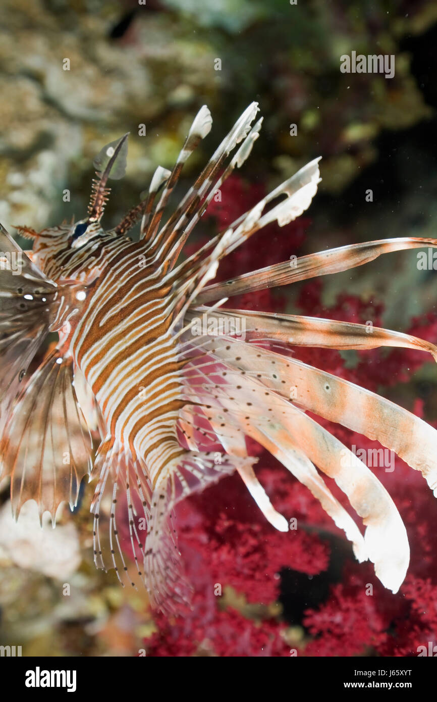 fish underwater navy marine aquatic salt water sea ocean water nature ...